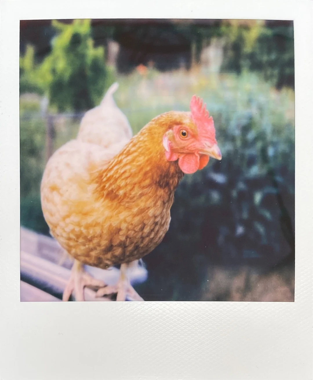 Received my SX-70 last week, and I'm blown away by the results (Color 600 shot on SX-70) | Scrolller