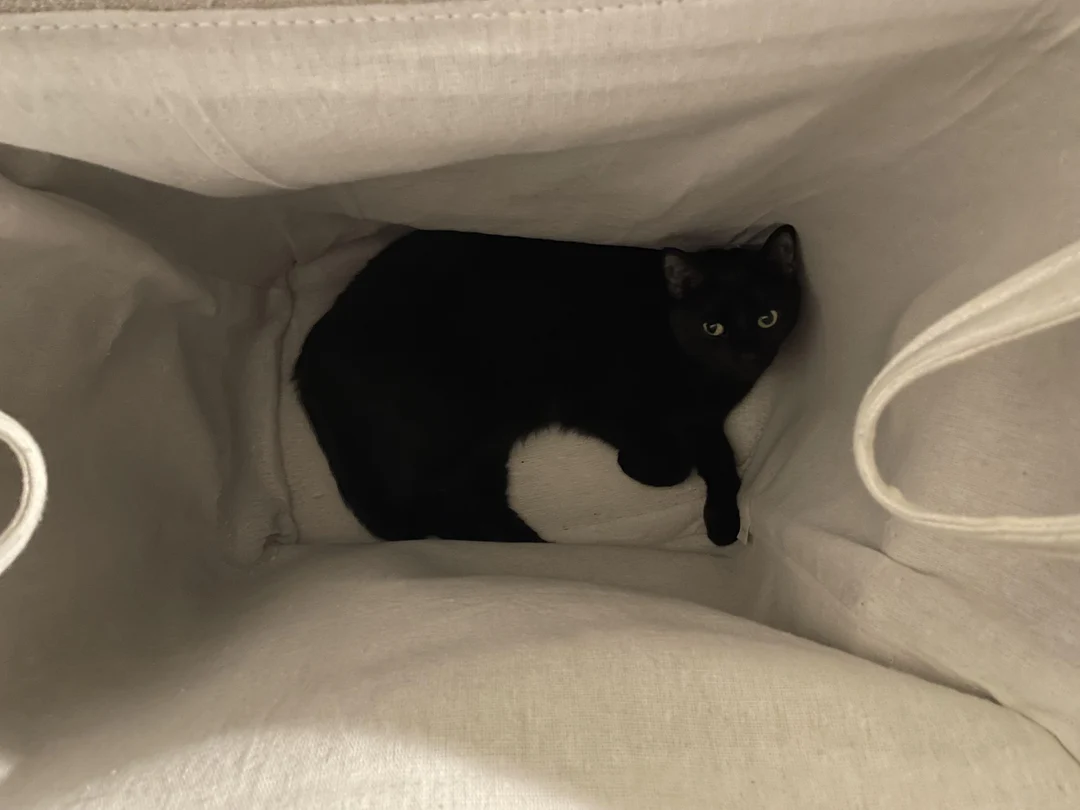 Laundry day today means my cat gets trapped in the empty hamper | Scrolller