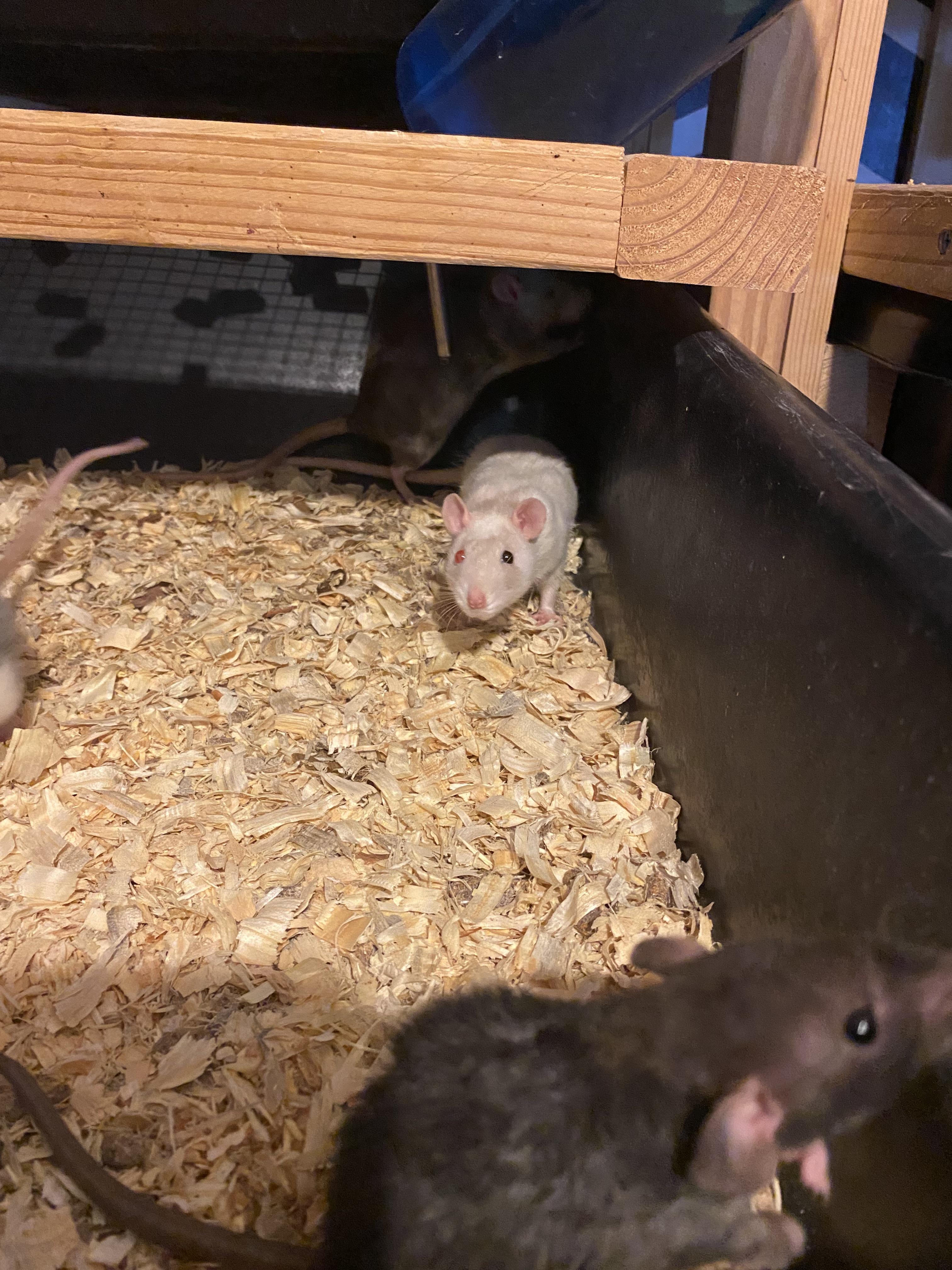 Met an odd-eyed rat! | Scrolller