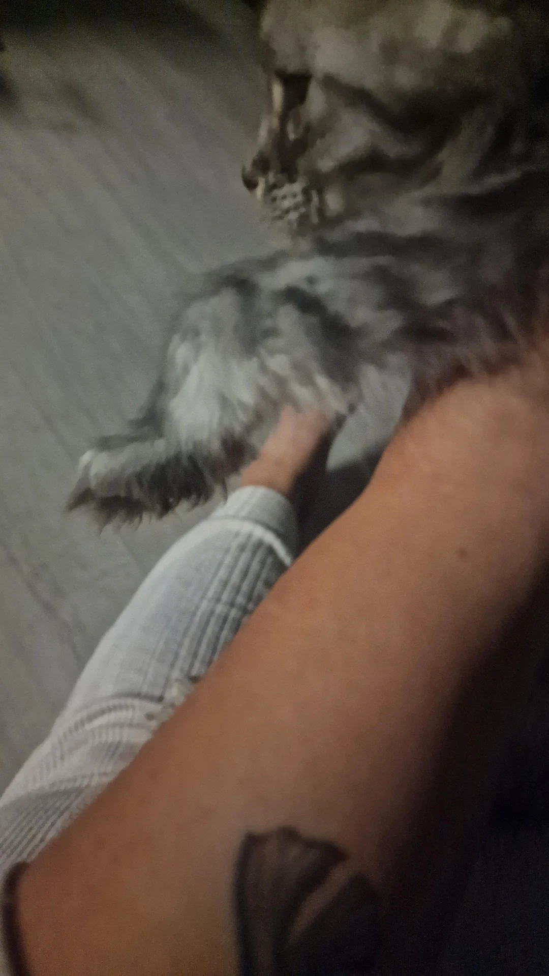 New kitten paw deformity? | Scrolller