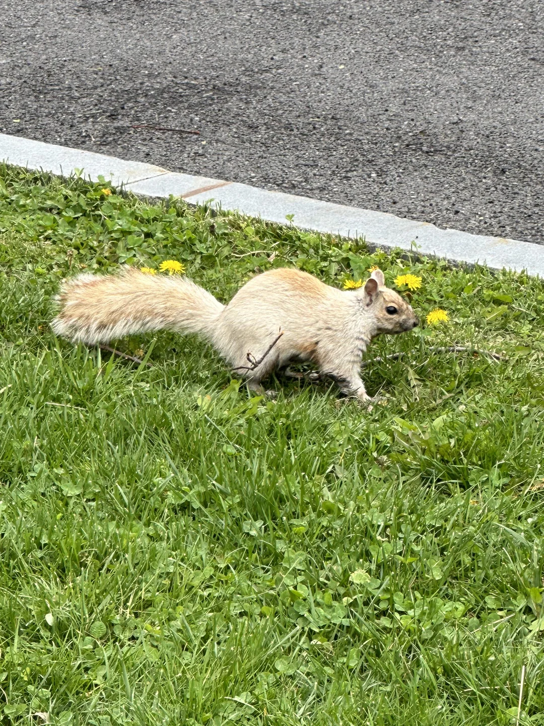 Discover more like Squirrels: My campus celebrity and Related Content | Scrolller