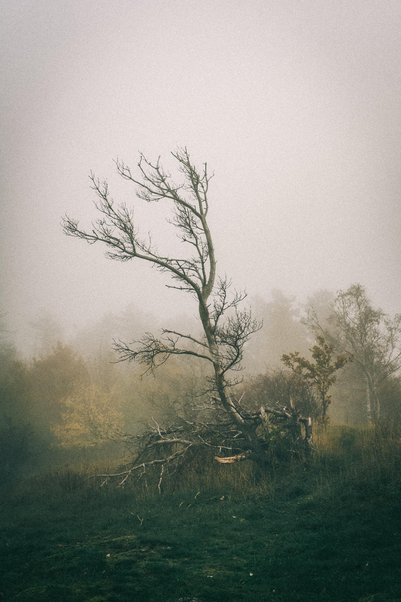 Love old trees in mist | Scrolller