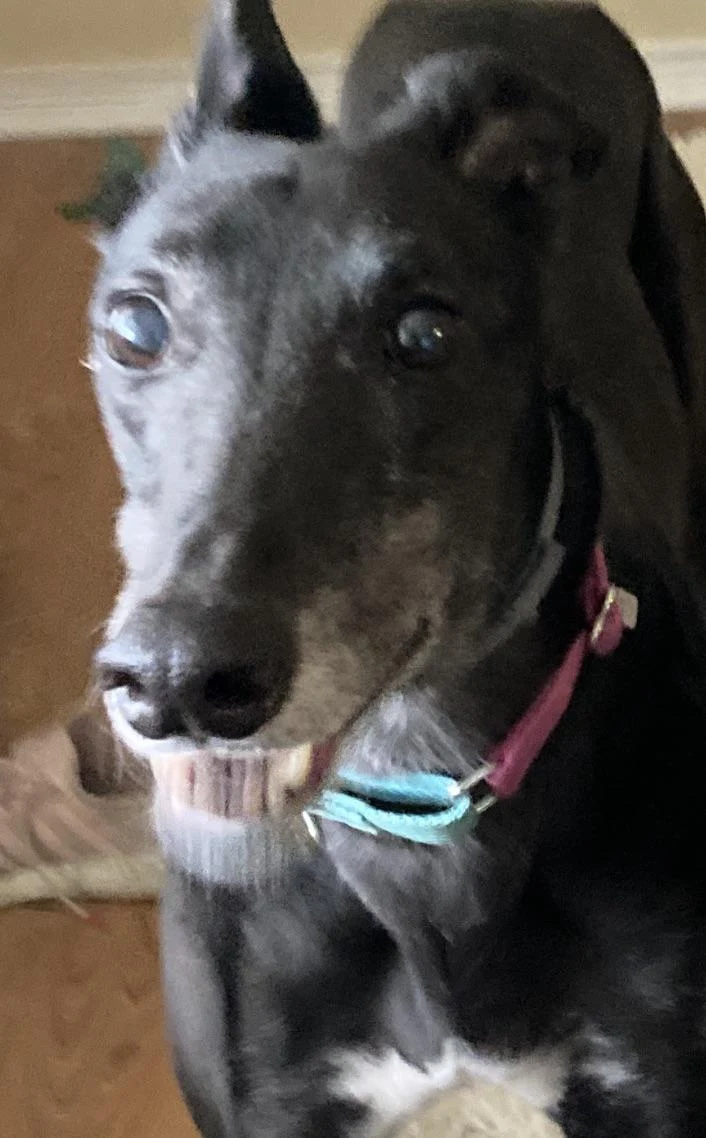 I caught a pic of my old gal mid teeth chitter. Its just a *little* cursed. | Scrolller