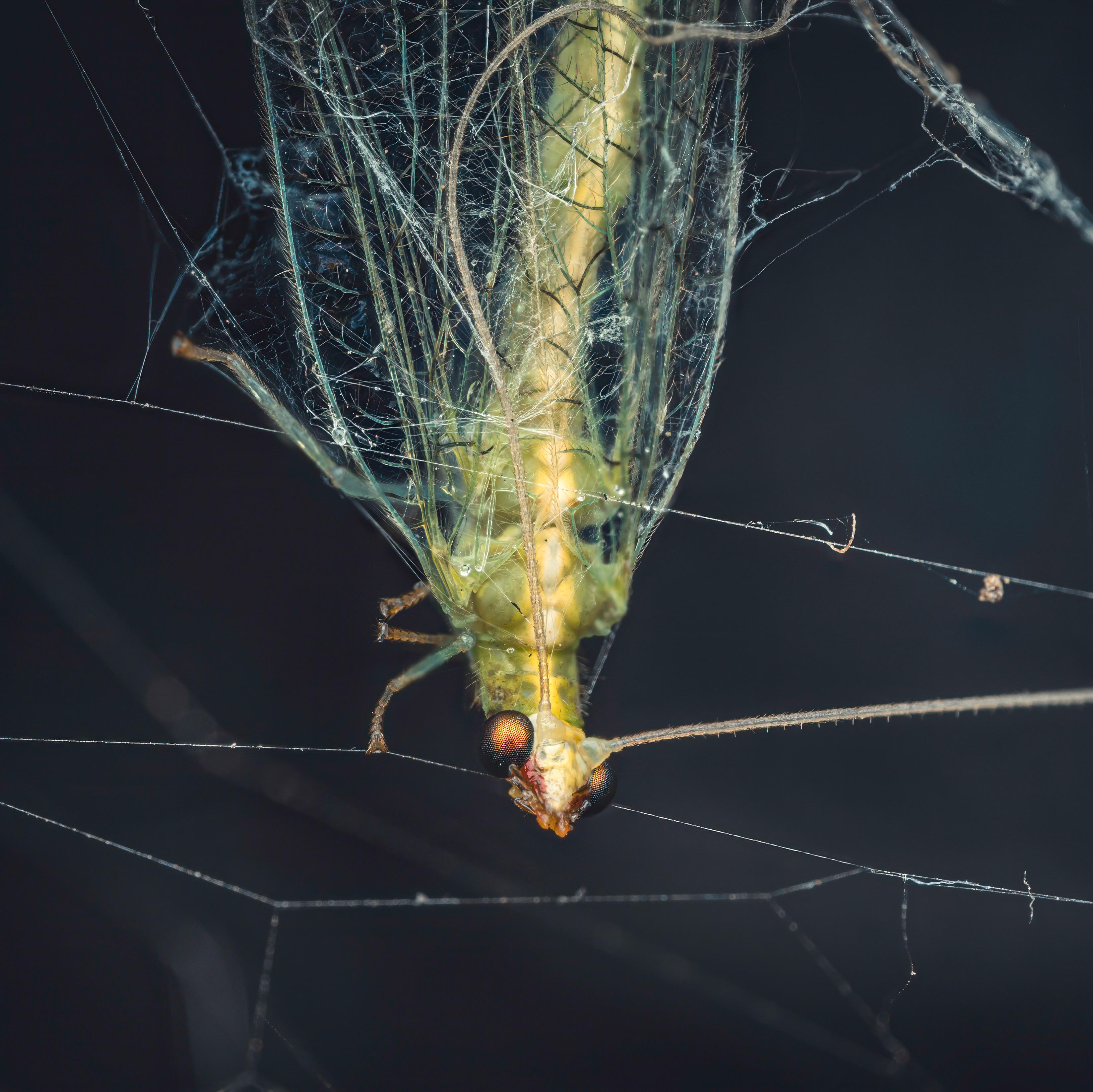 Lacewing Trapped In Web [OC] | Scrolller