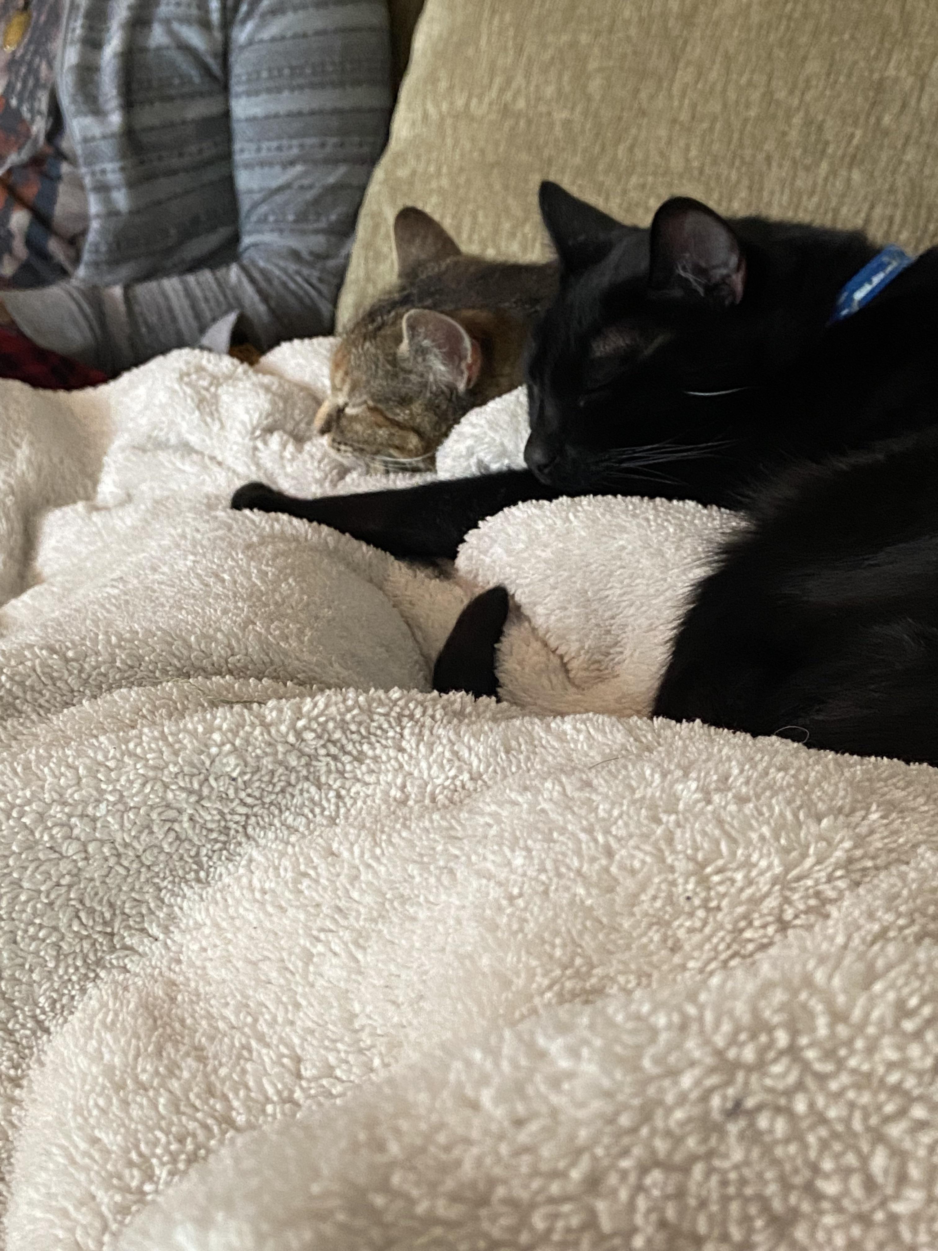 Bunny (the Tabby) and Bert (the black cat) snuggling while we all watch a movie. | Scrolller