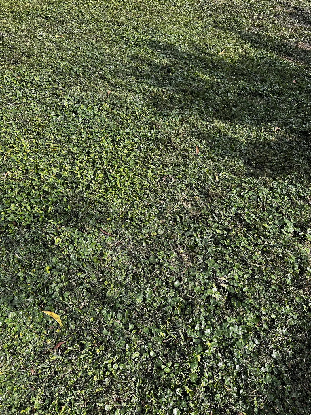 Grow grass after dollar weeds | Scrolller