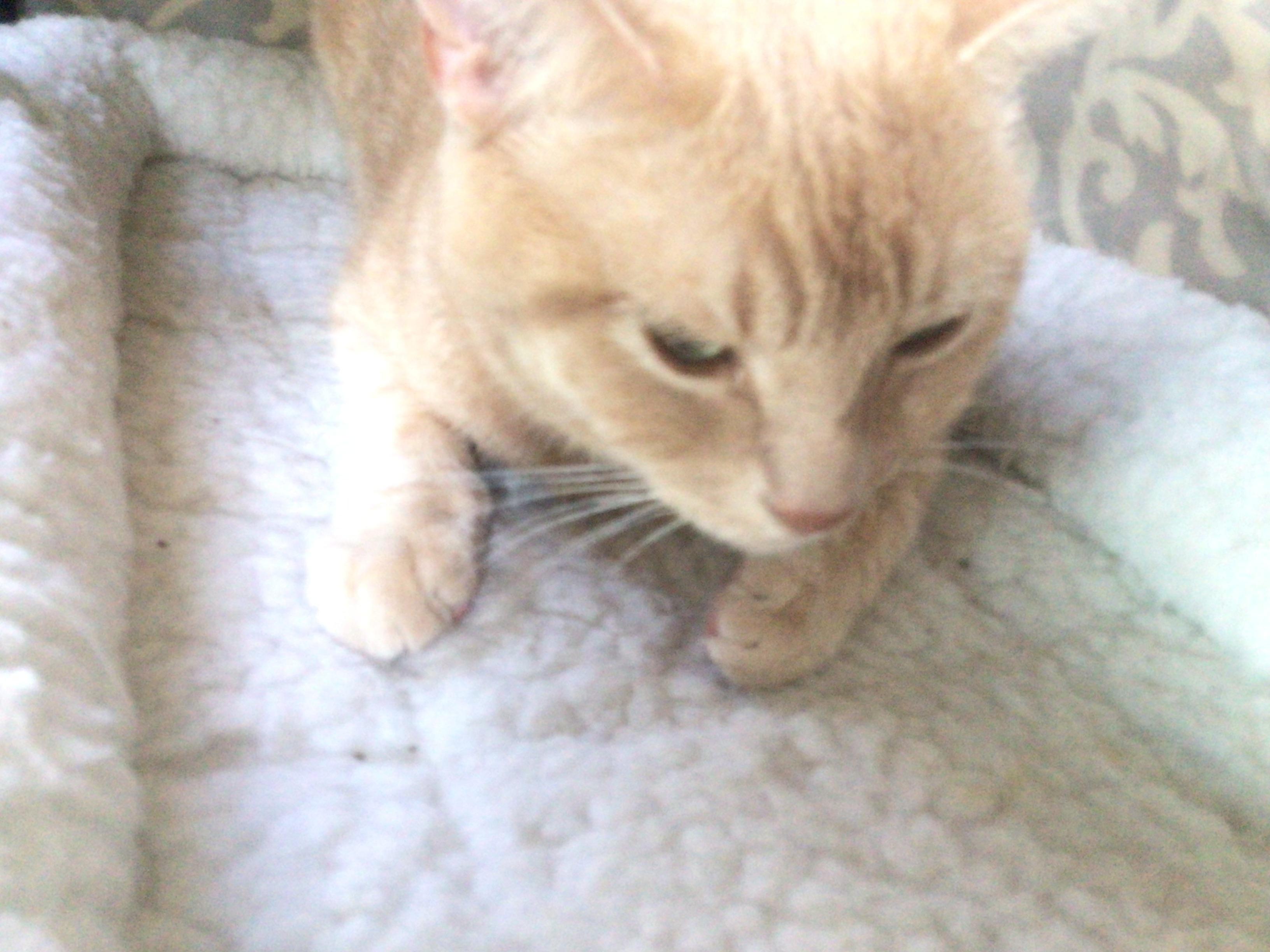 Meet my aunts kitty :) | Scrolller