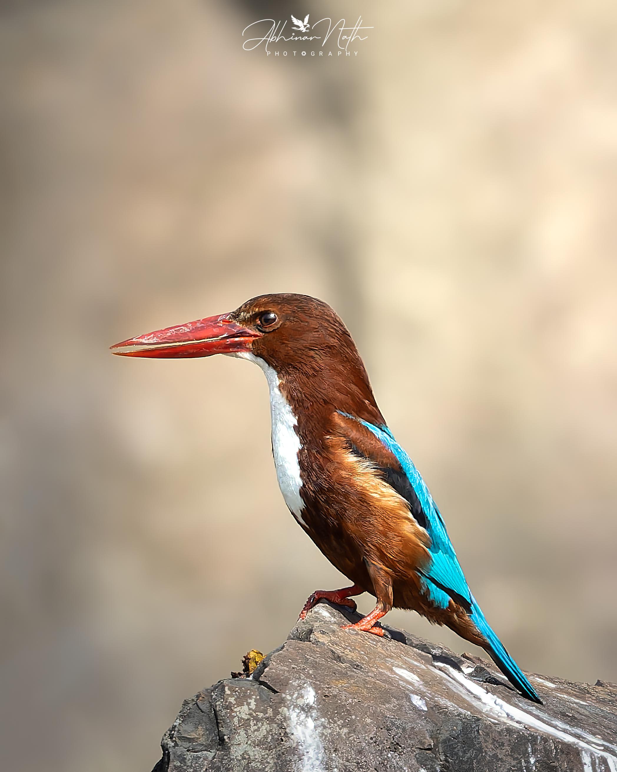 White-throated Kingfisher | Scrolller
