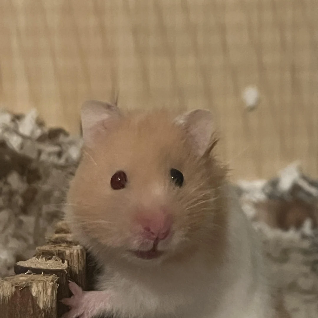 Does anyone else’s hamster have heterochromia? | Scrolller