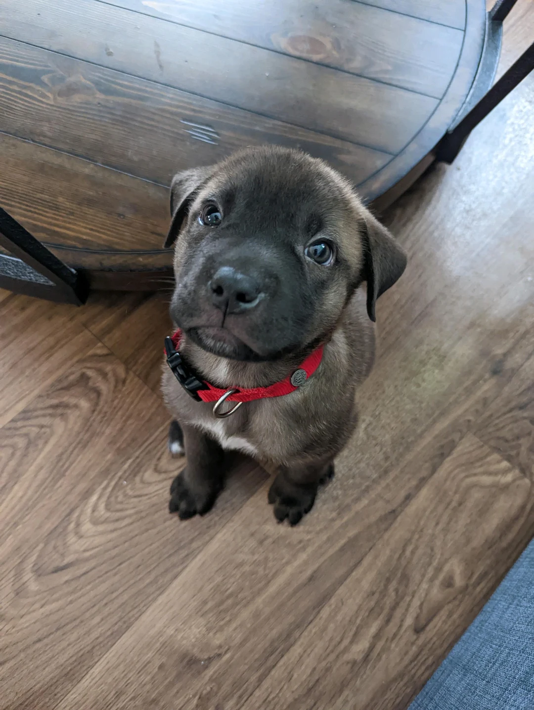 Treat please | Scrolller