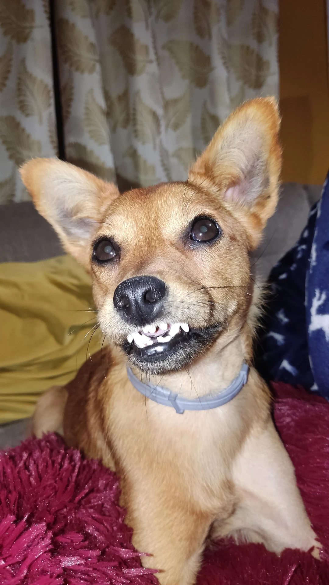 Discover more like PuppySmiles: Here is Dory and Related Content | Scrolller