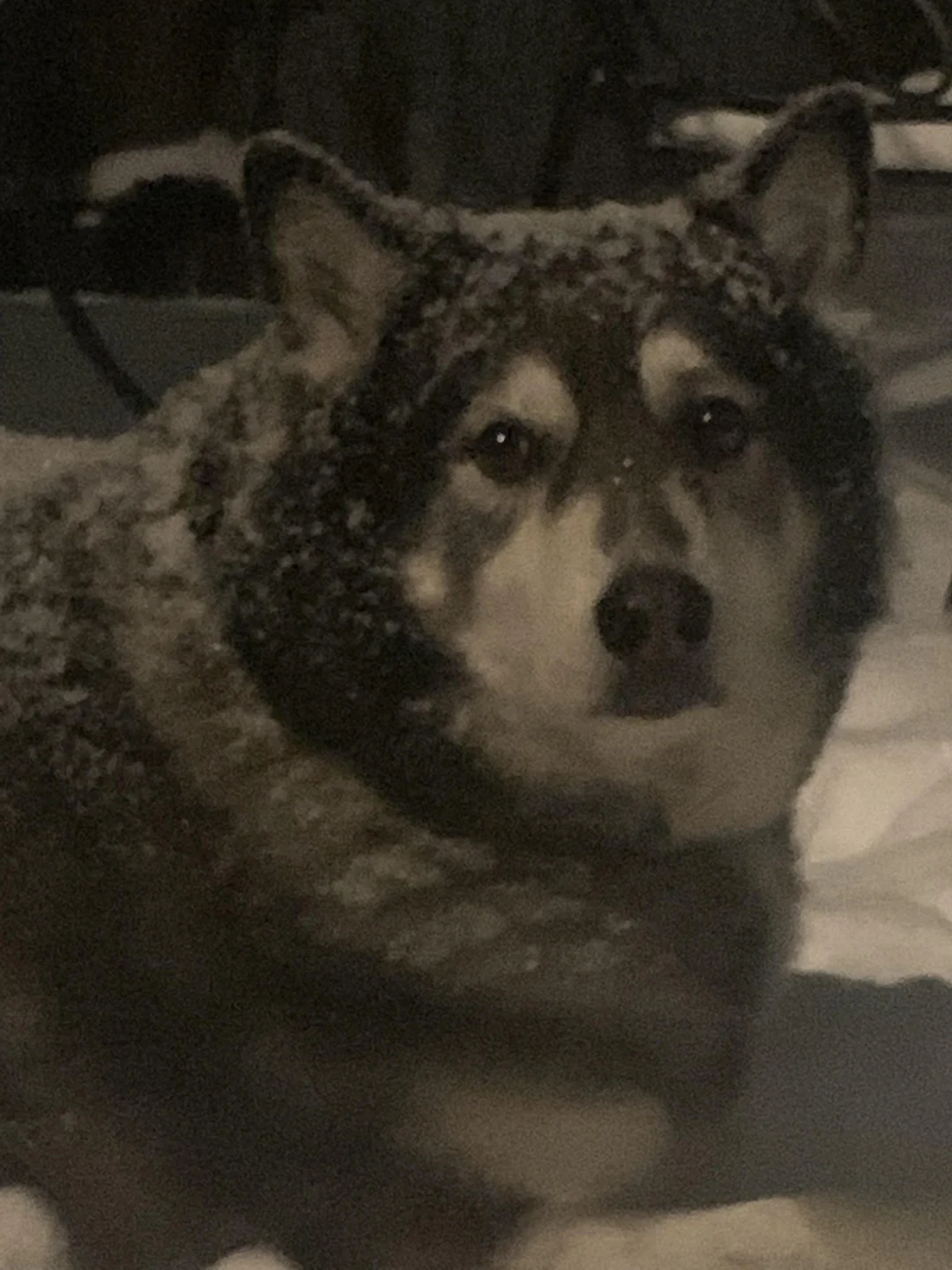 Old boy in his element. | Scrolller