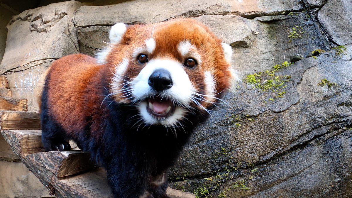 Red Panda from Oregon zoo.. | Scrolller