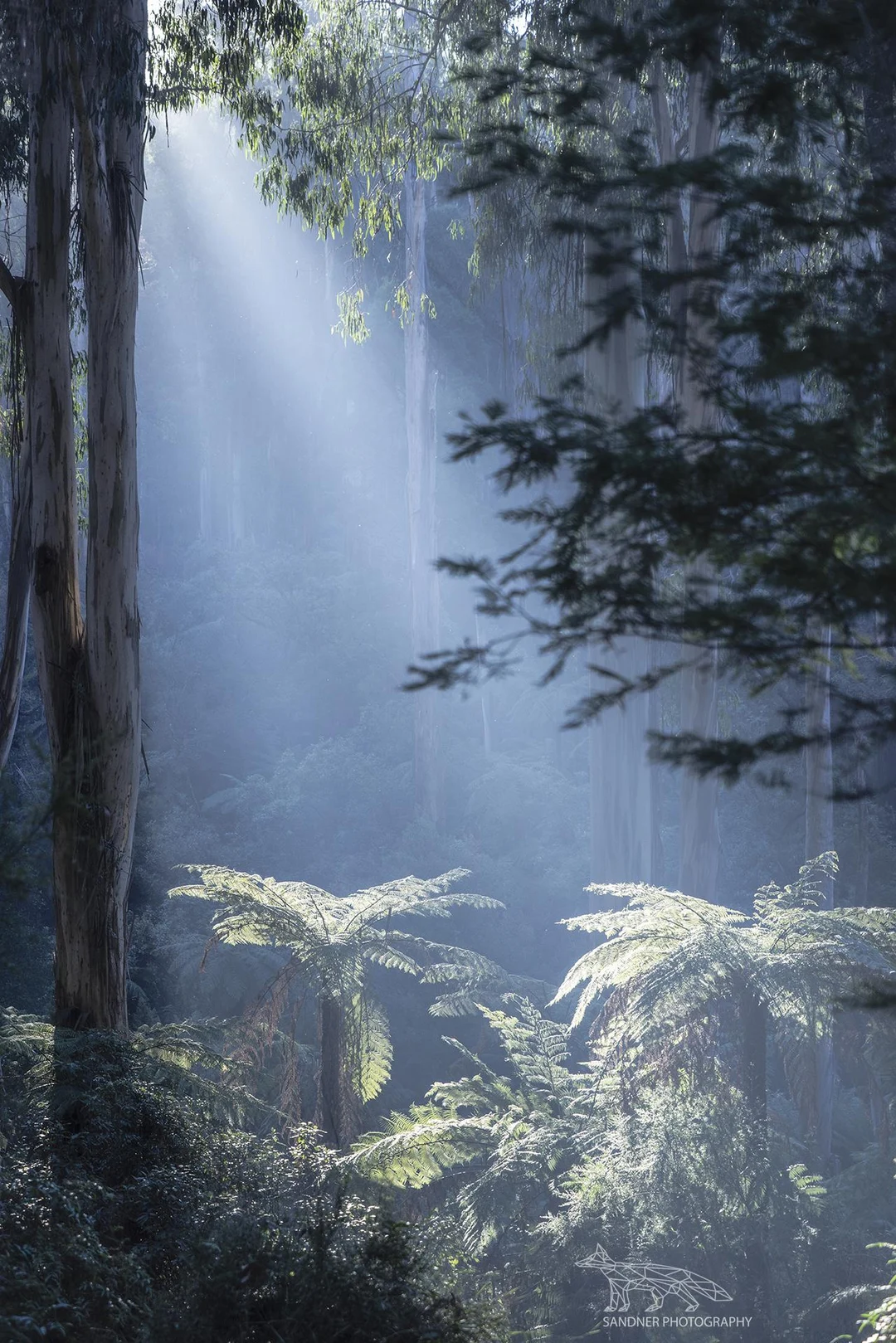 Light beams illuminate Tree Ferns in this Mountain Ash forest in the Dandenong Ranges, Australia ...