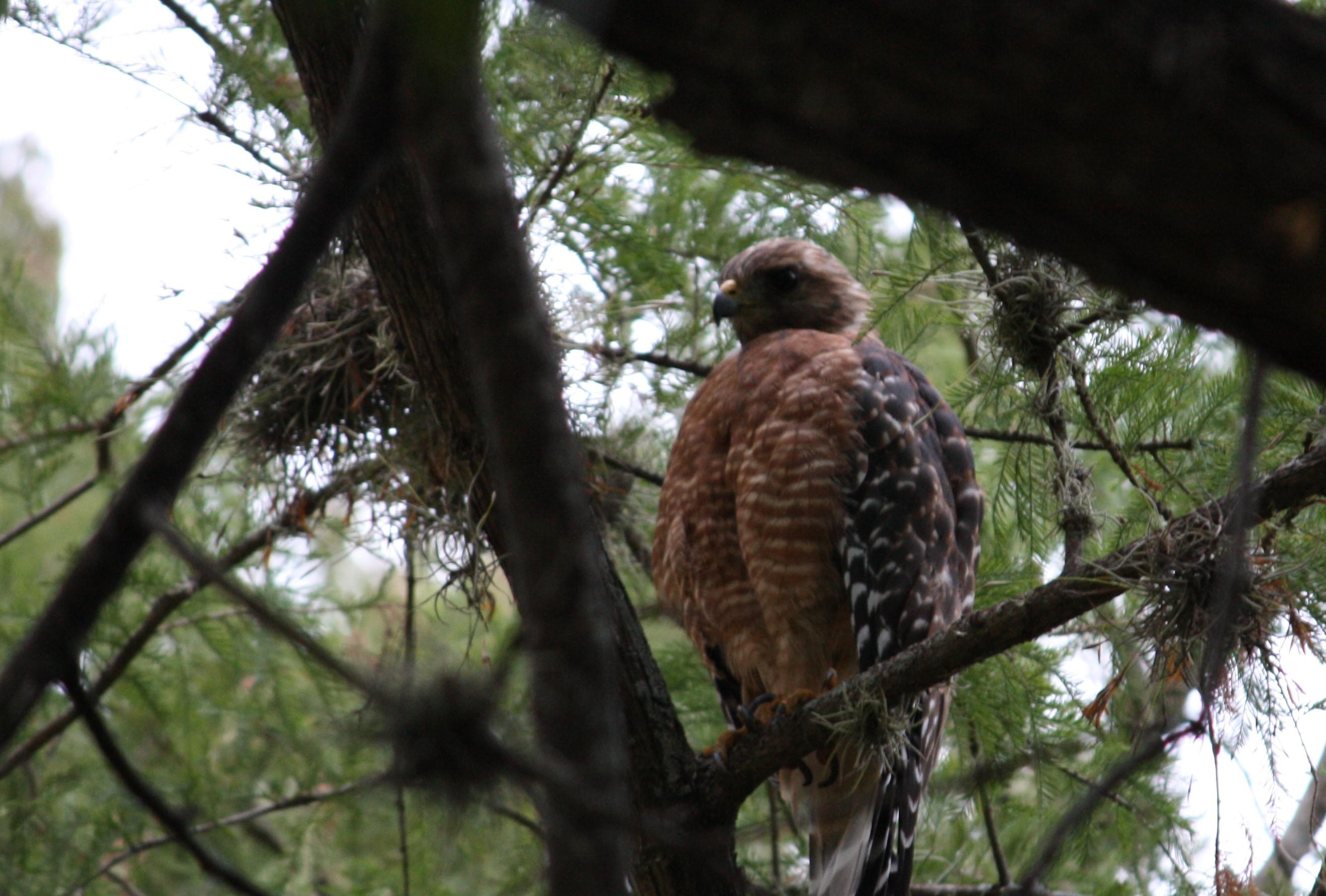 Red-Shouldered Hawk, San Marcos, TX | Scrolller