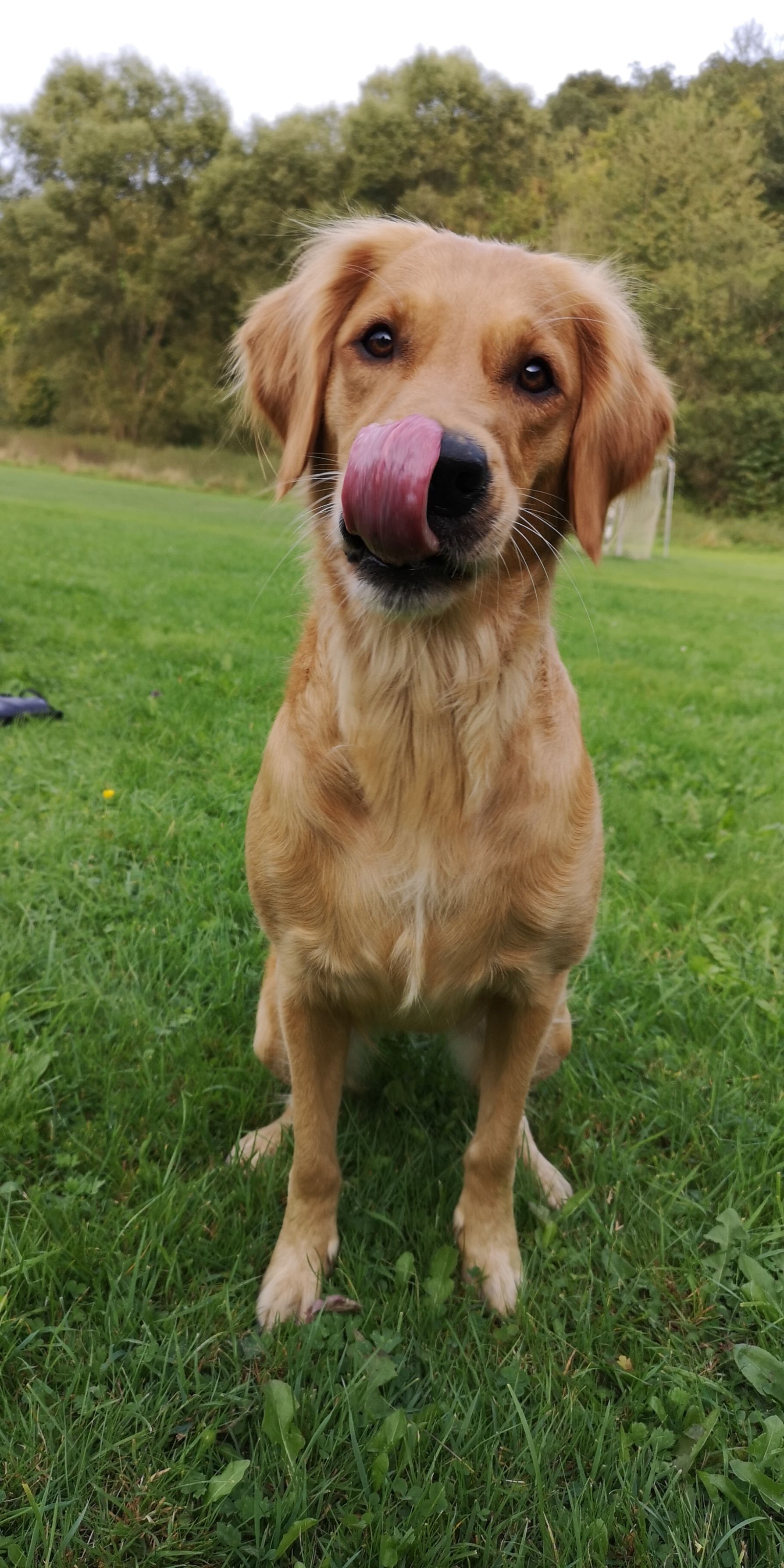 Reddit, meet Nala | Scrolller