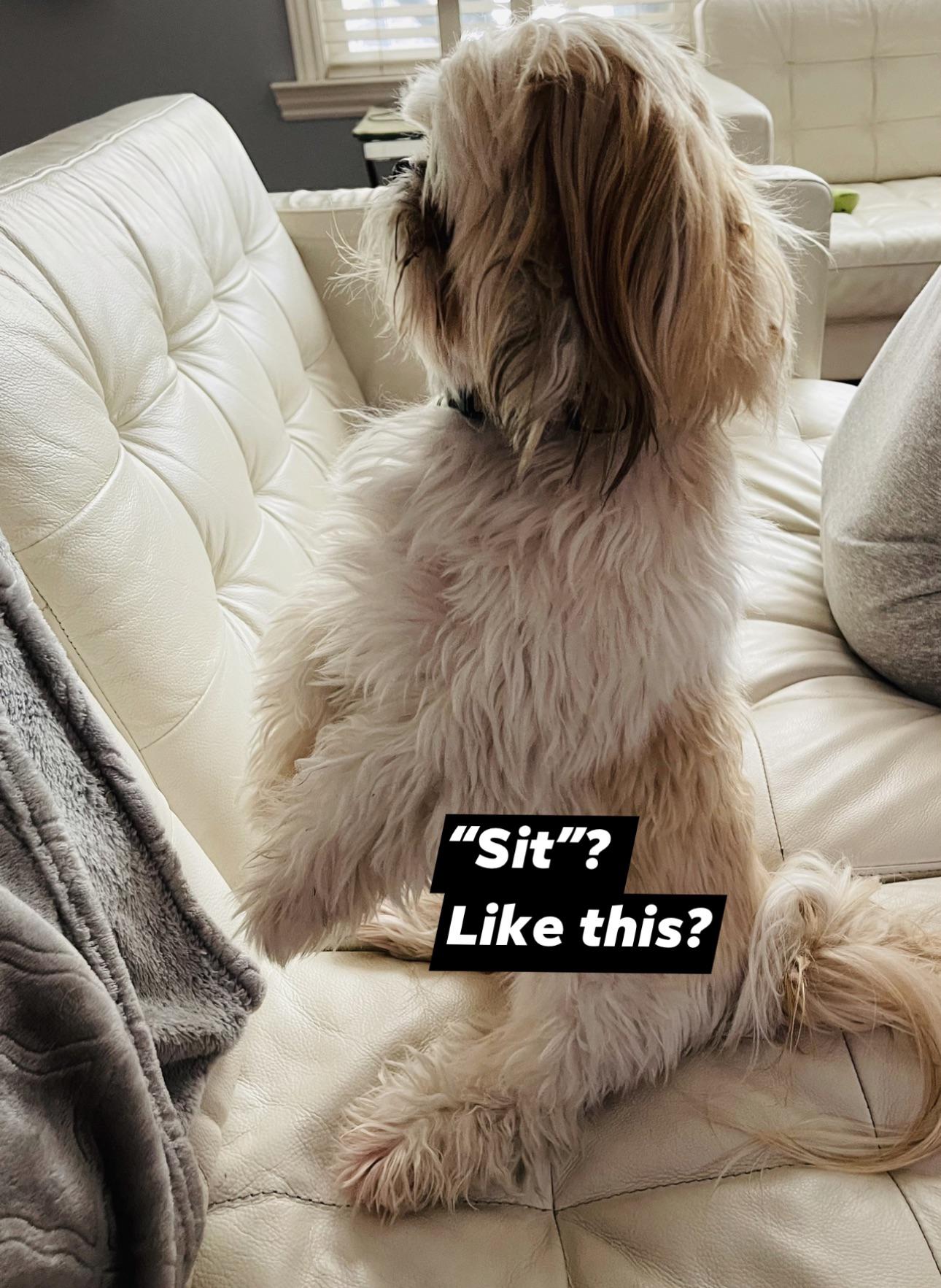 Tzu understood the assignment… | Scrolller