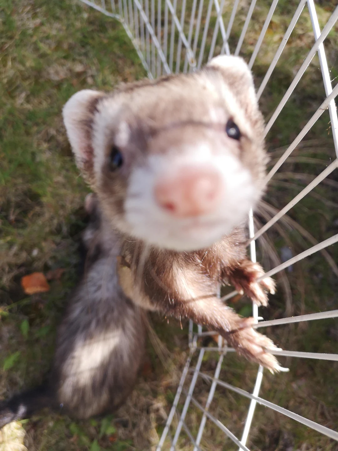Ferret Snoots | Scrolller