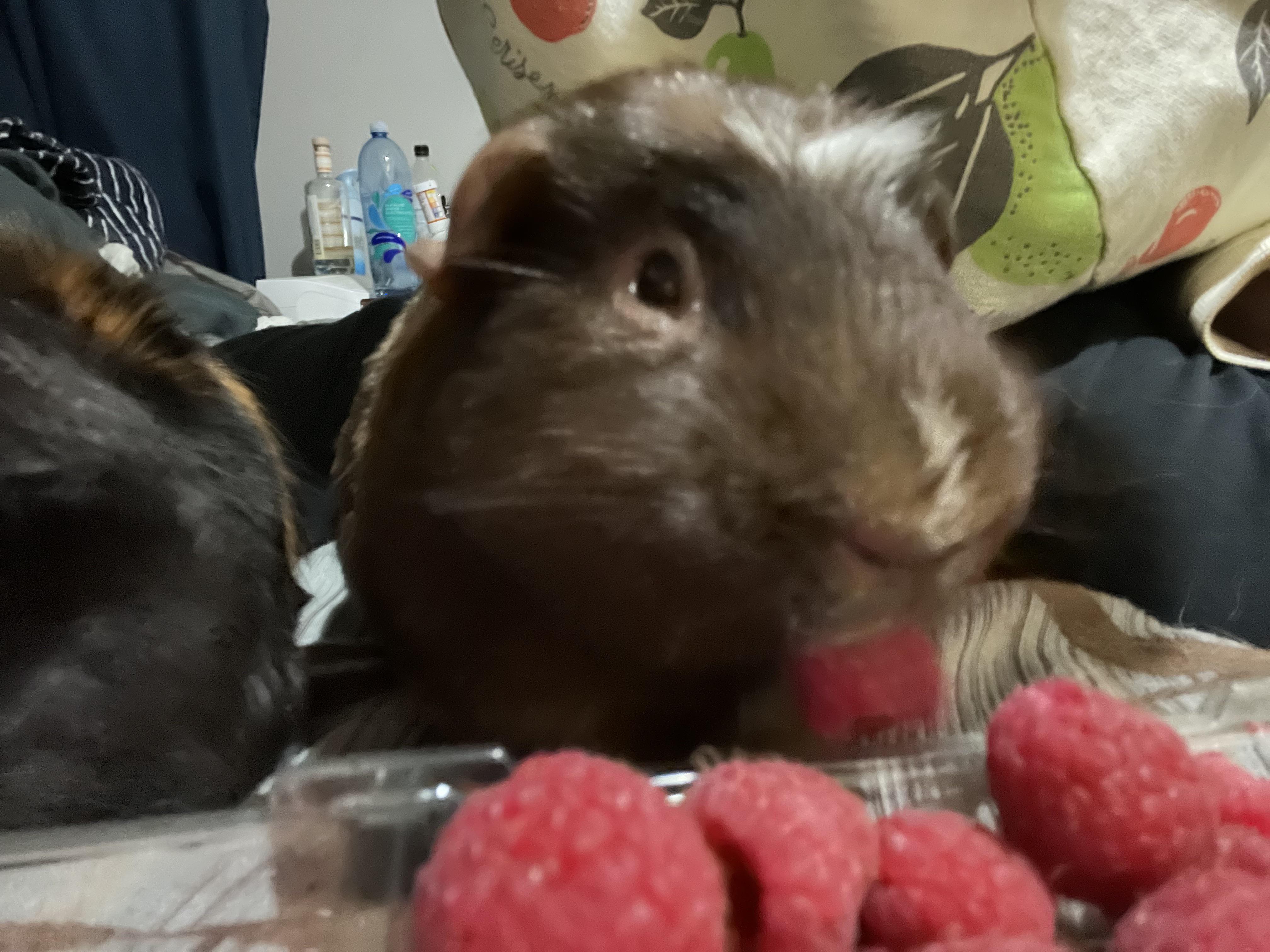 Raspberry Day! | Scrolller