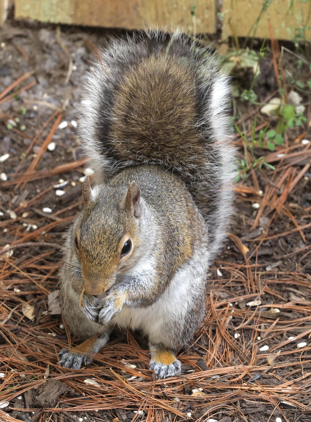 Discover more like Squirrels: Golden feet and Related Content | Scrolller