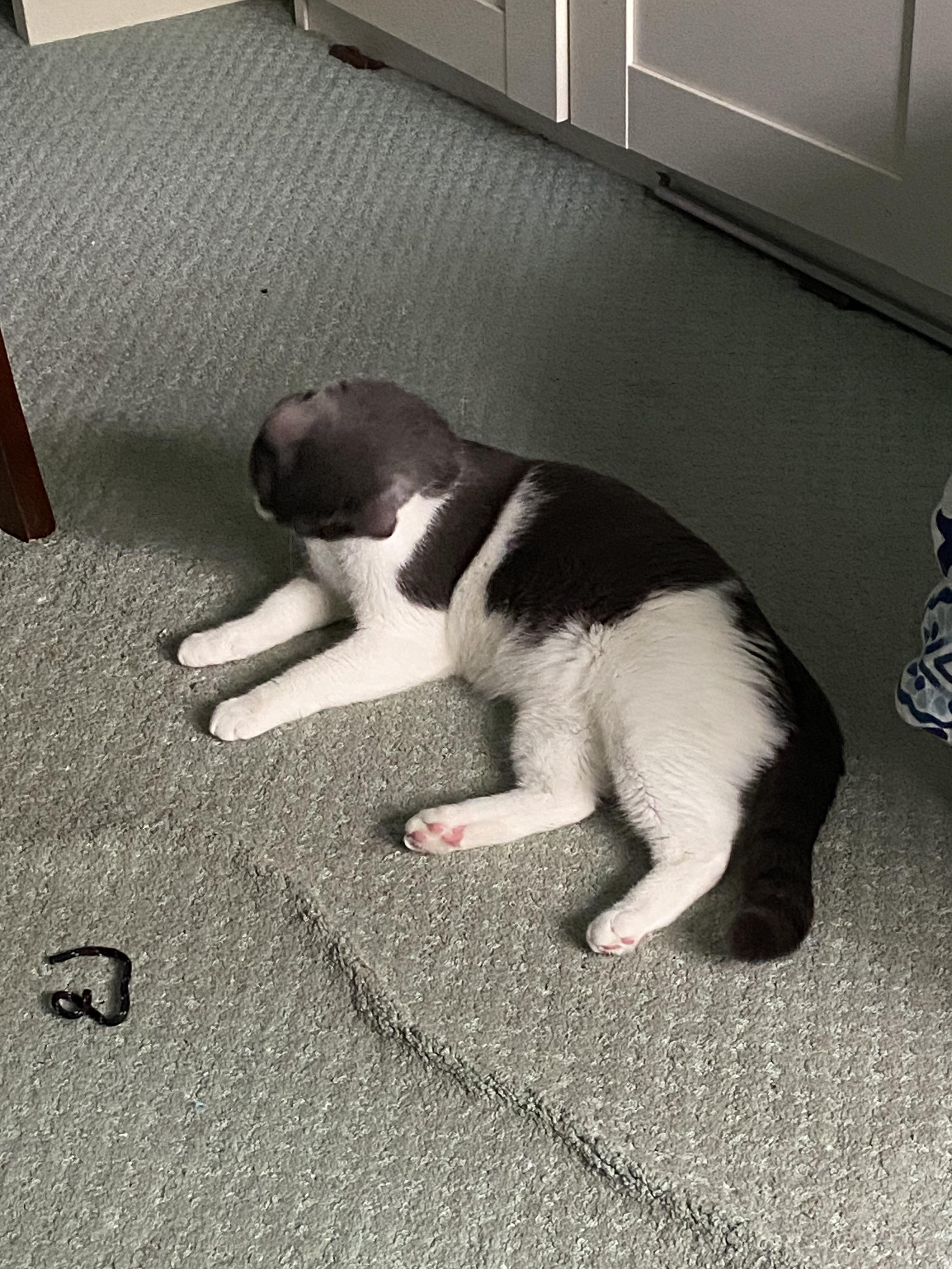 This looks cursed. She’s just grooming herself- | Scrolller