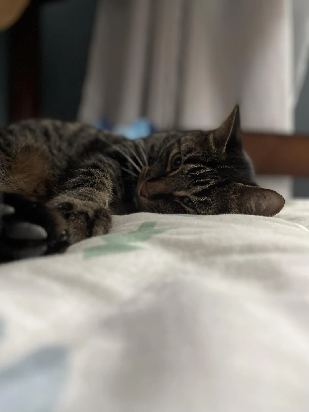 Looking some advice on reintroducing my cats | Scrolller