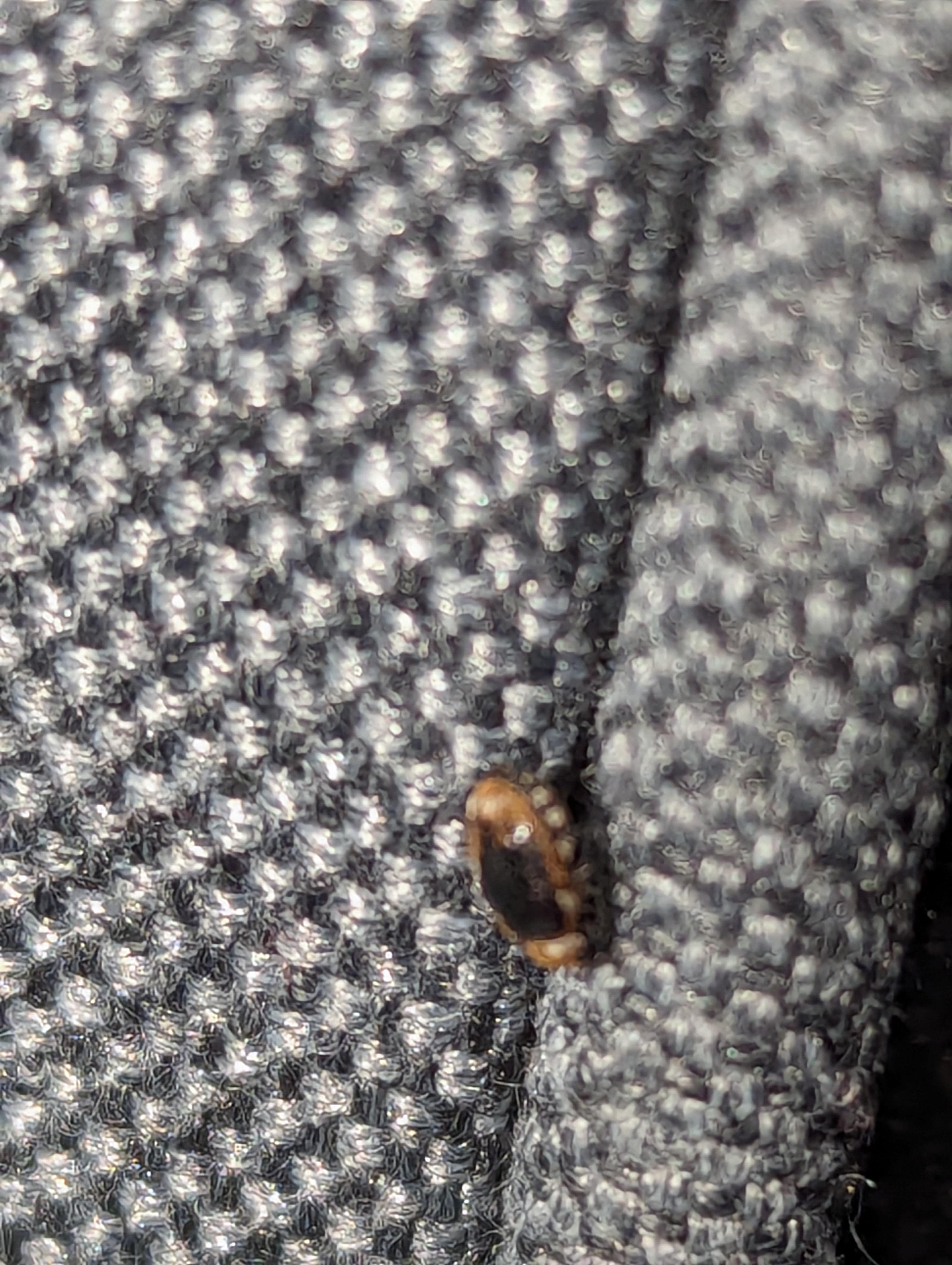 Help, is it a bedbug? | Scrolller