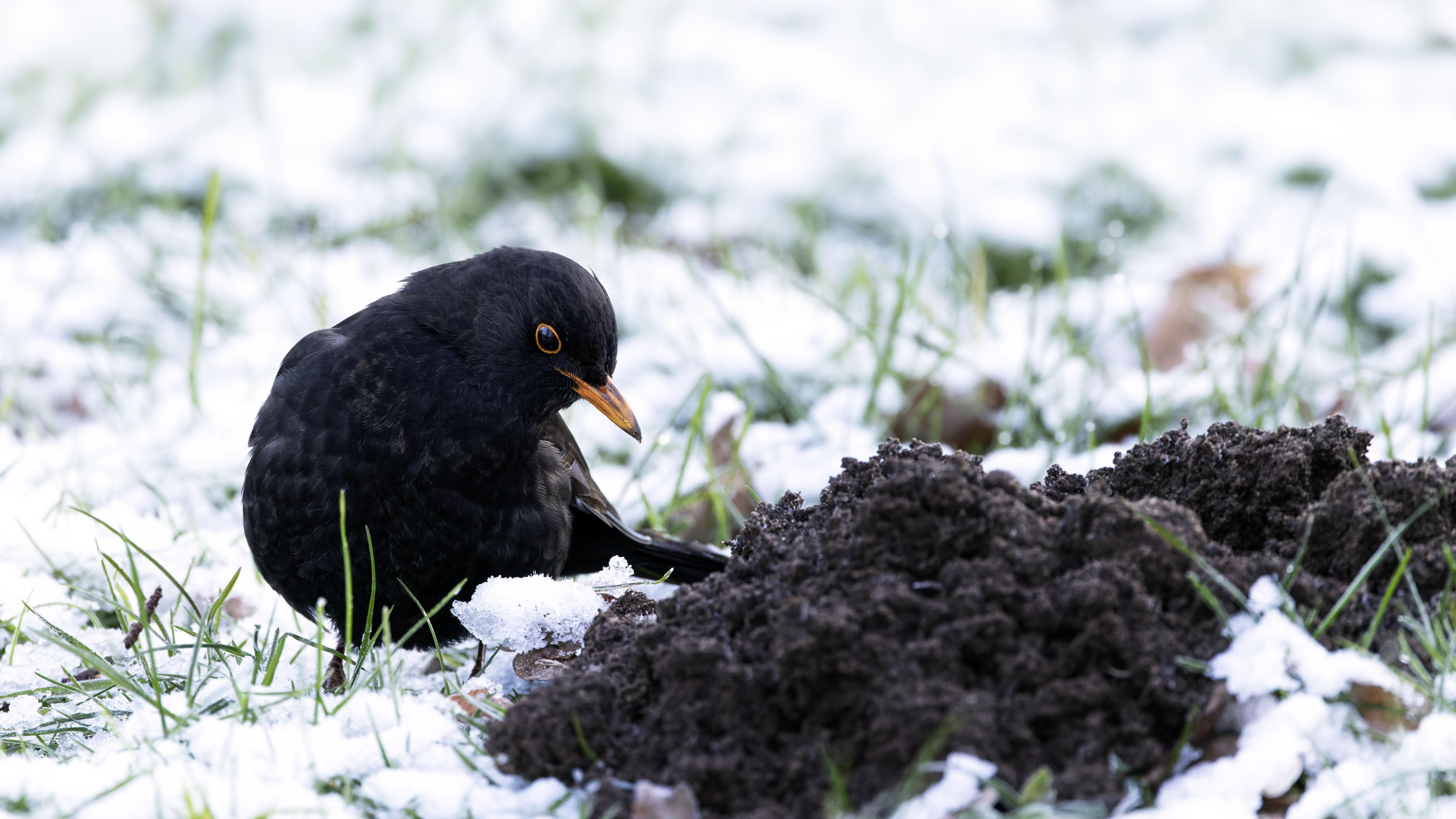 Molehill = Worms | Scrolller