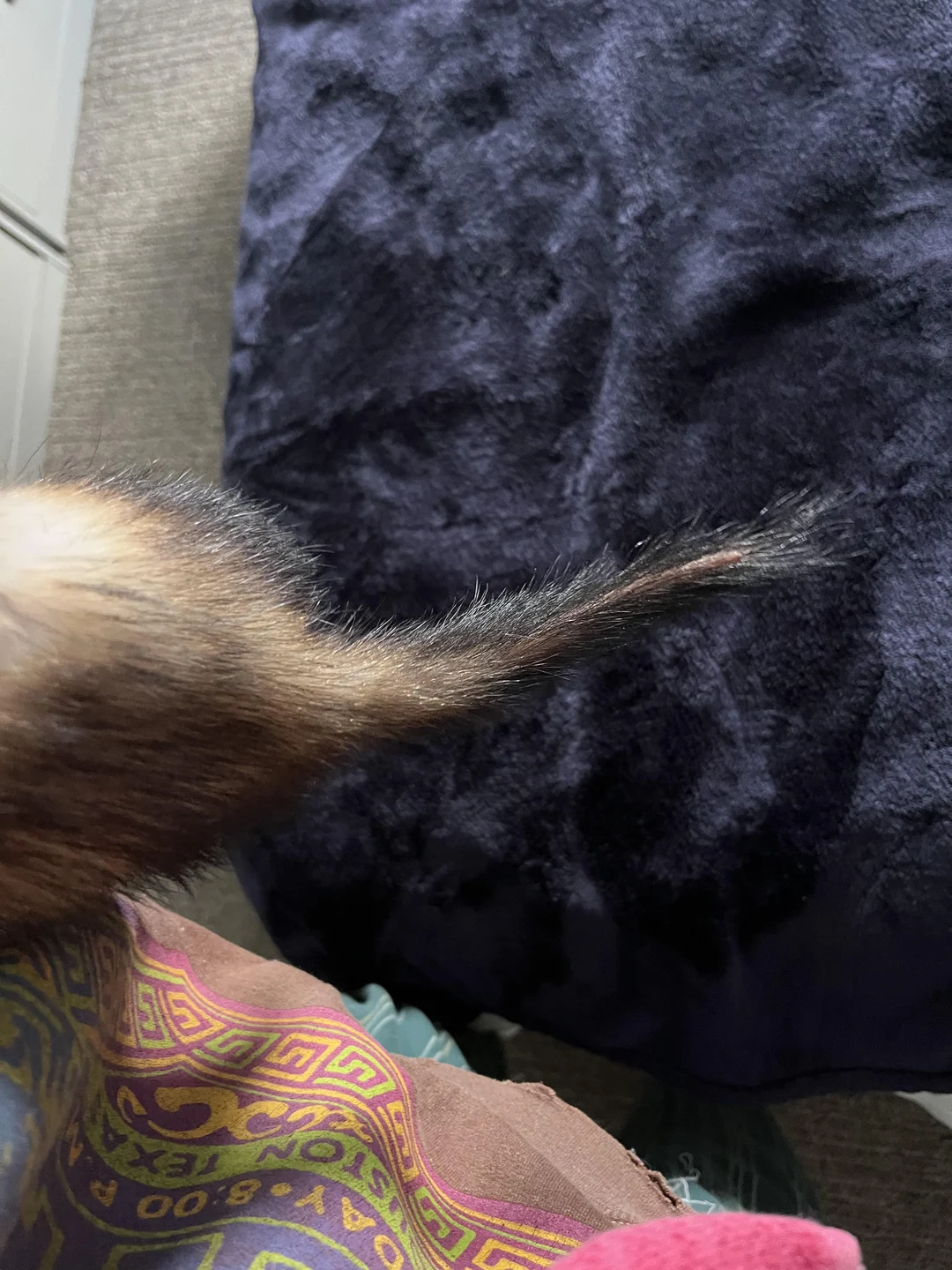Ferret tail end thinning..missing fur? | Scrolller