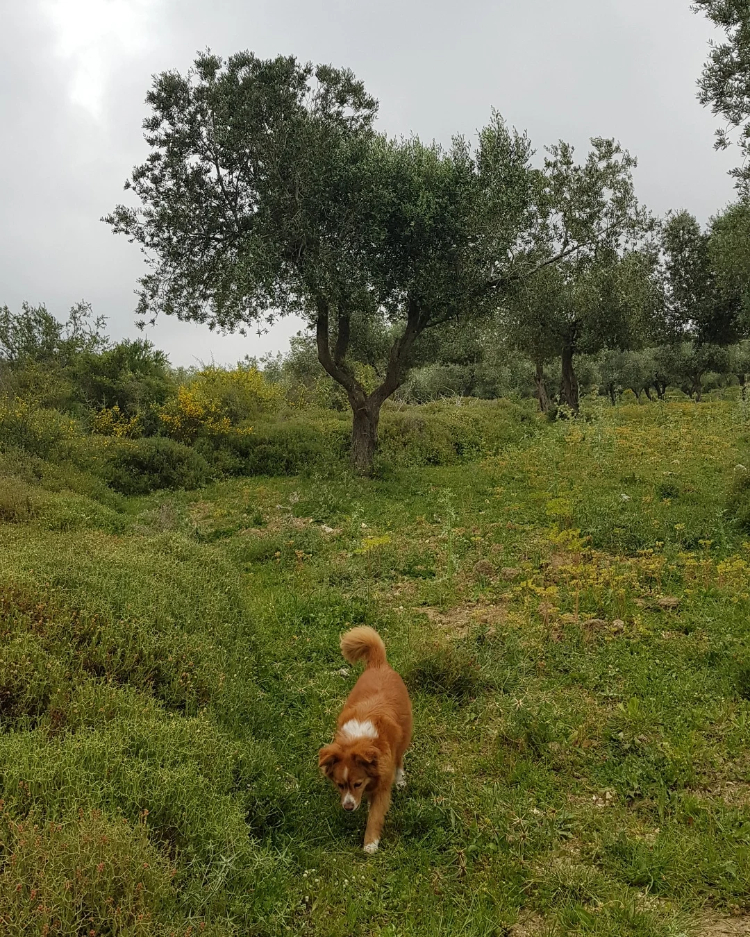 My little lion | Scrolller