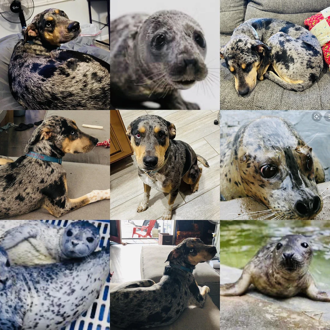 Finally figured out her breed - spotted seal! | Scrolller
