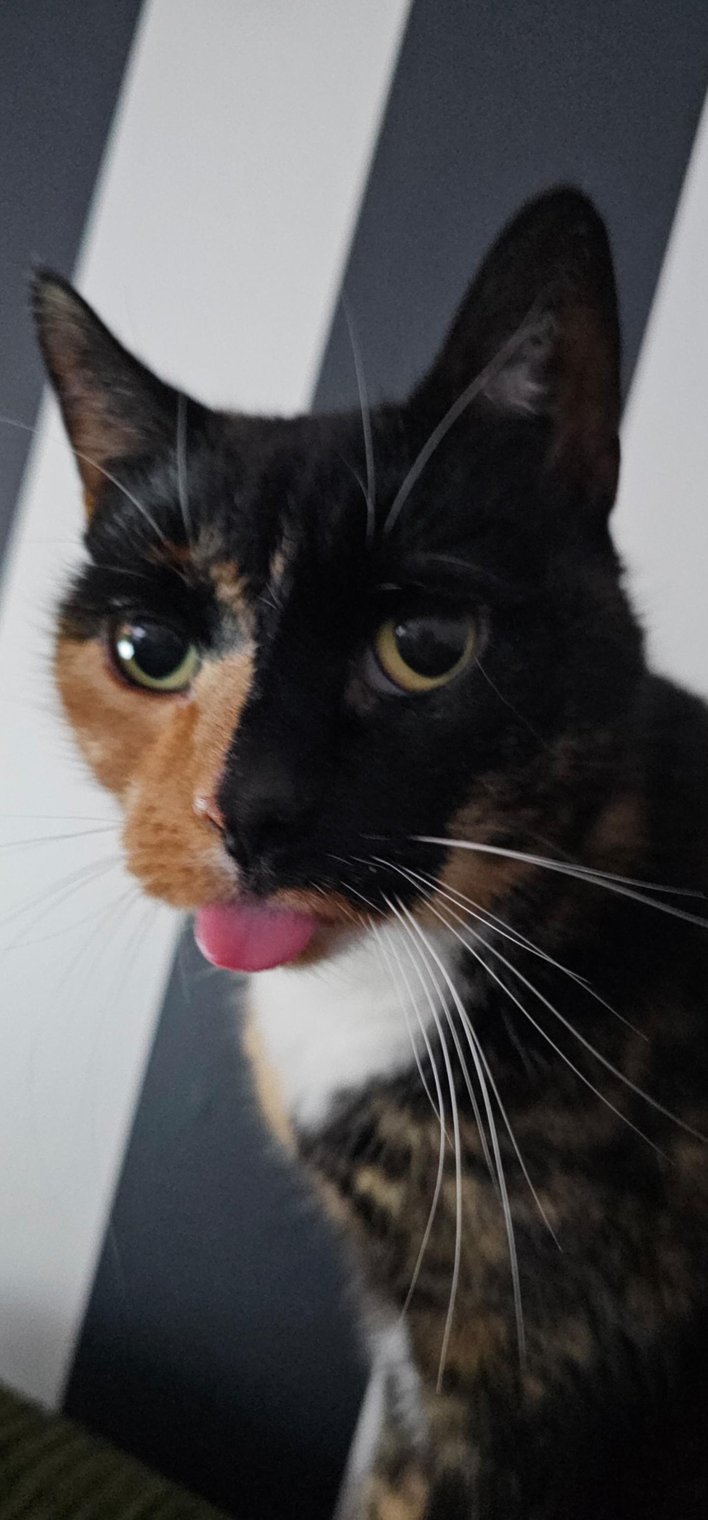 Suki practising the art of the blep. | Scrolller