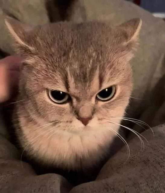 Gato enojado 😁🥰 | Scrolller