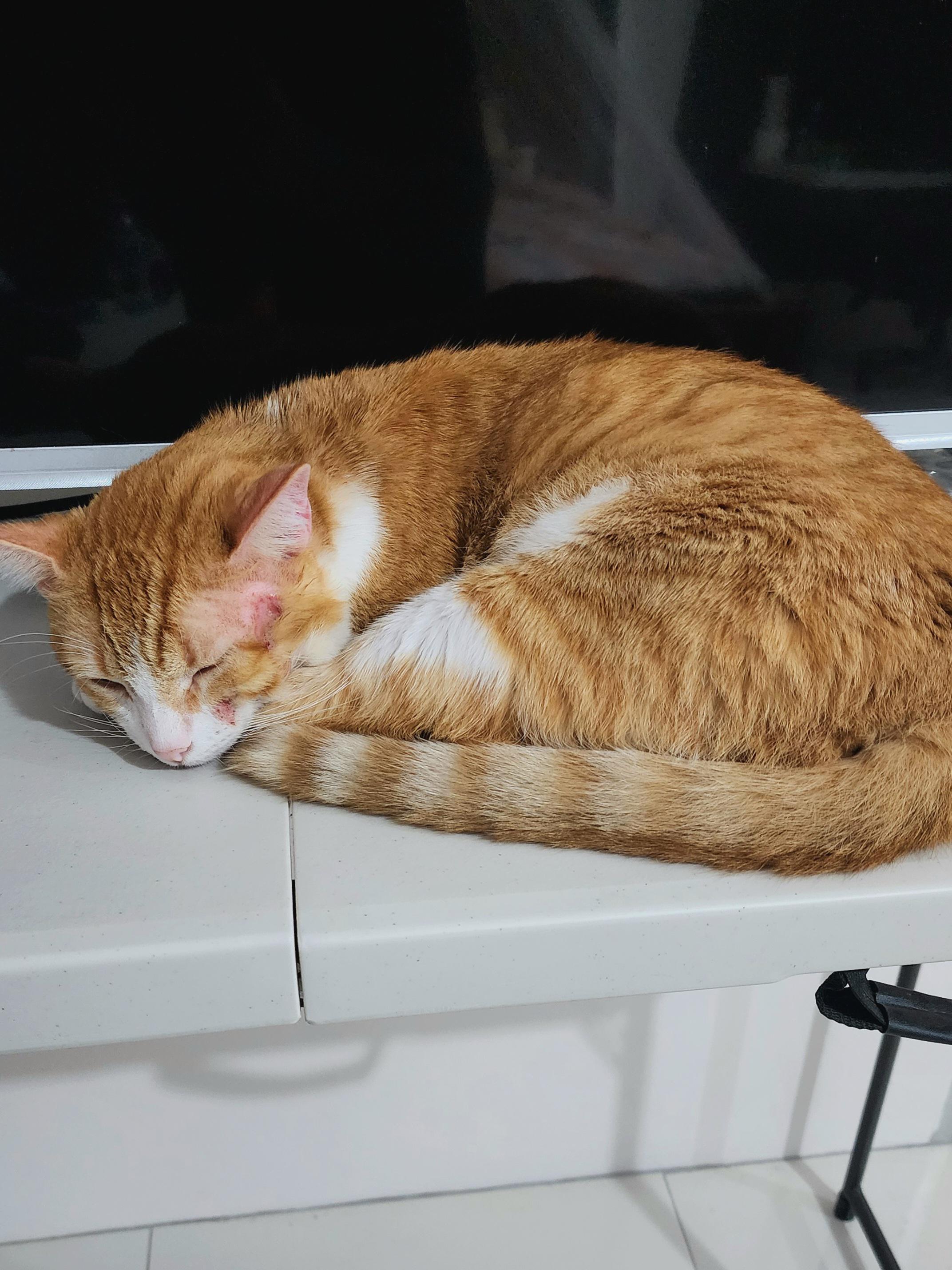 Meow died | Scrolller