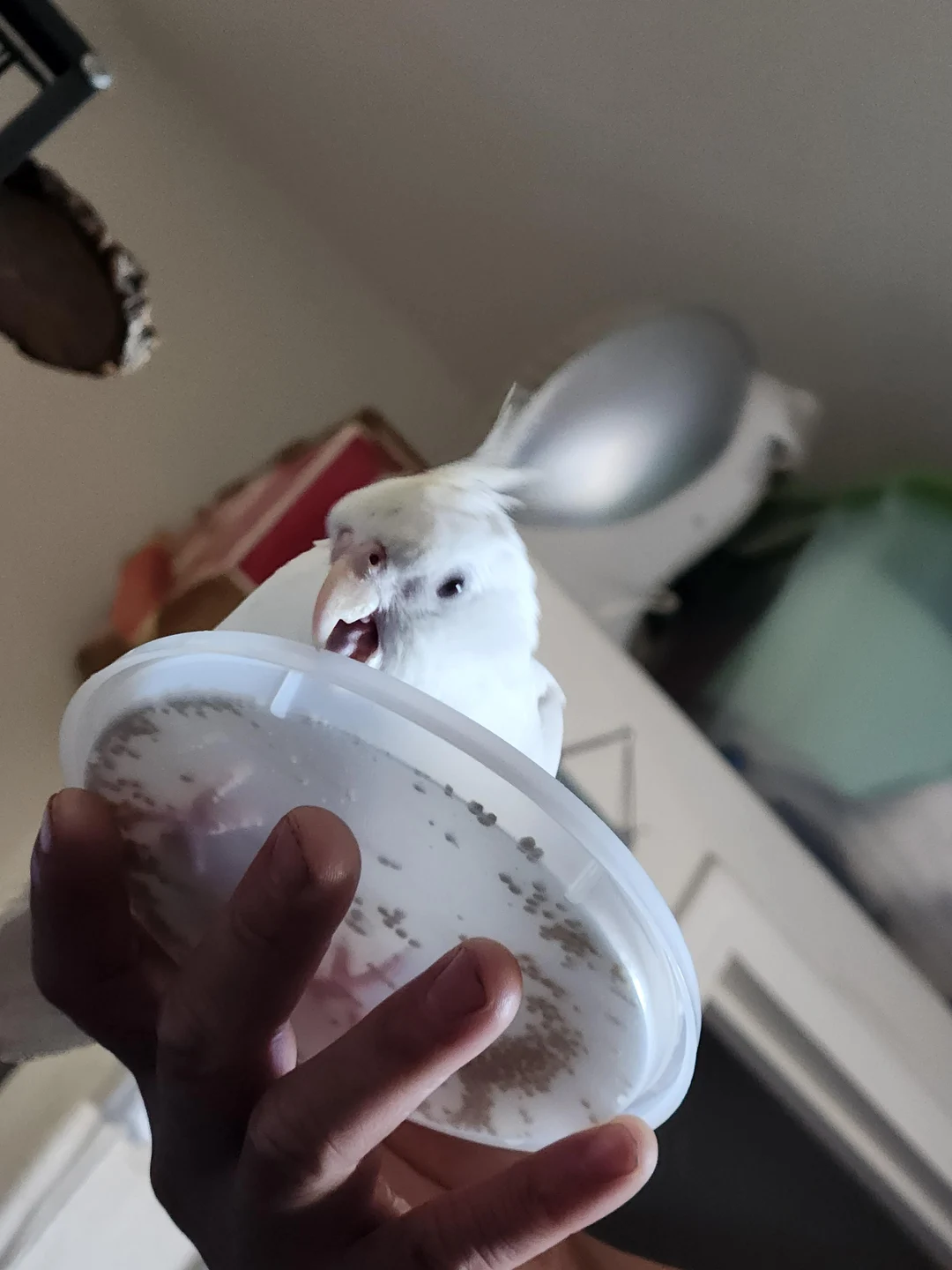 Pellet a la carte | Scrolller