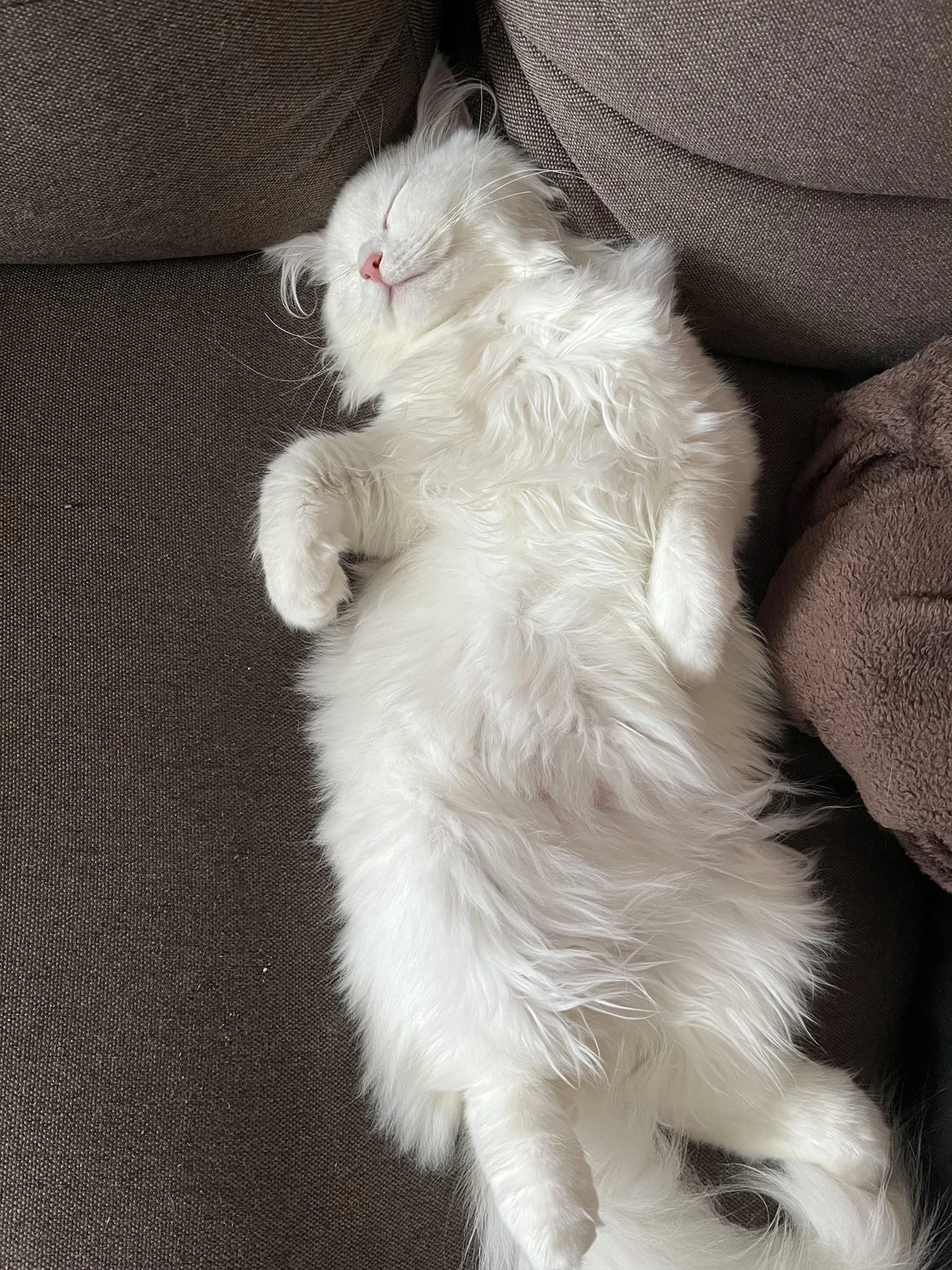 A happy, sleepy floof | Scrolller