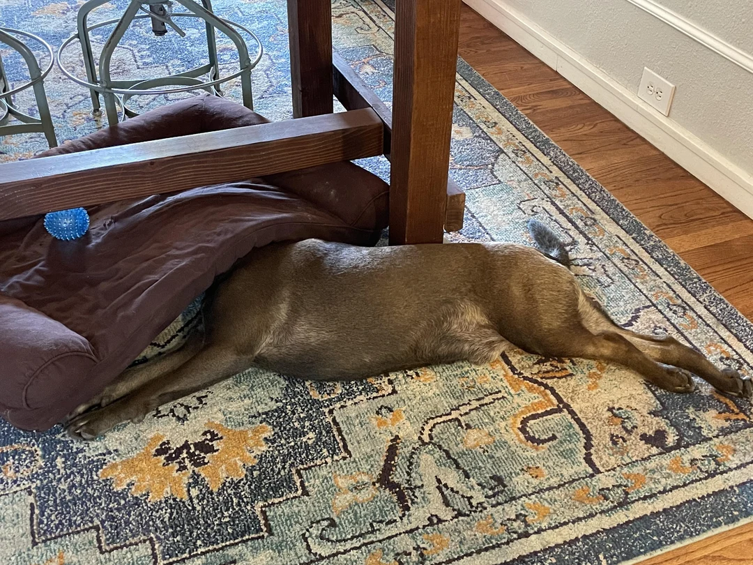 Napping under his bed. | Scrolller