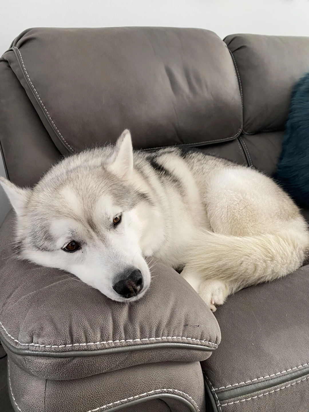 Sleepy Jax | Scrolller