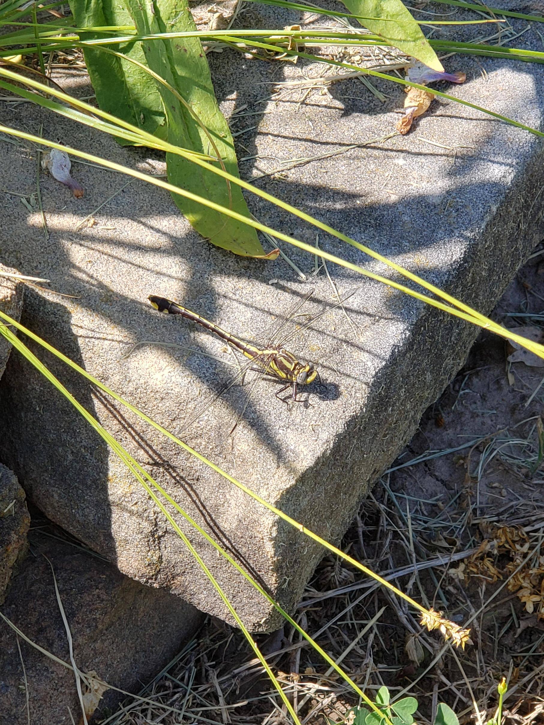 Cobra clubtail dragonfly | Scrolller