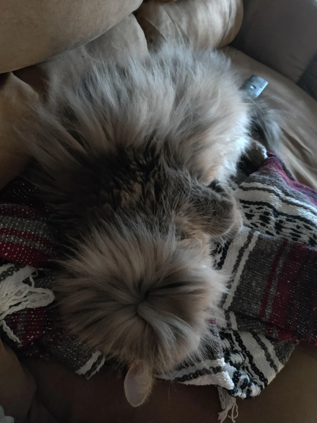 Total floof | Scrolller