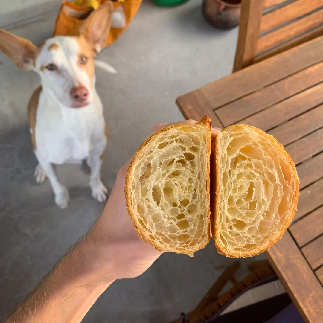 My dog would love a bite of my freshly baked croissants. | Scrolller