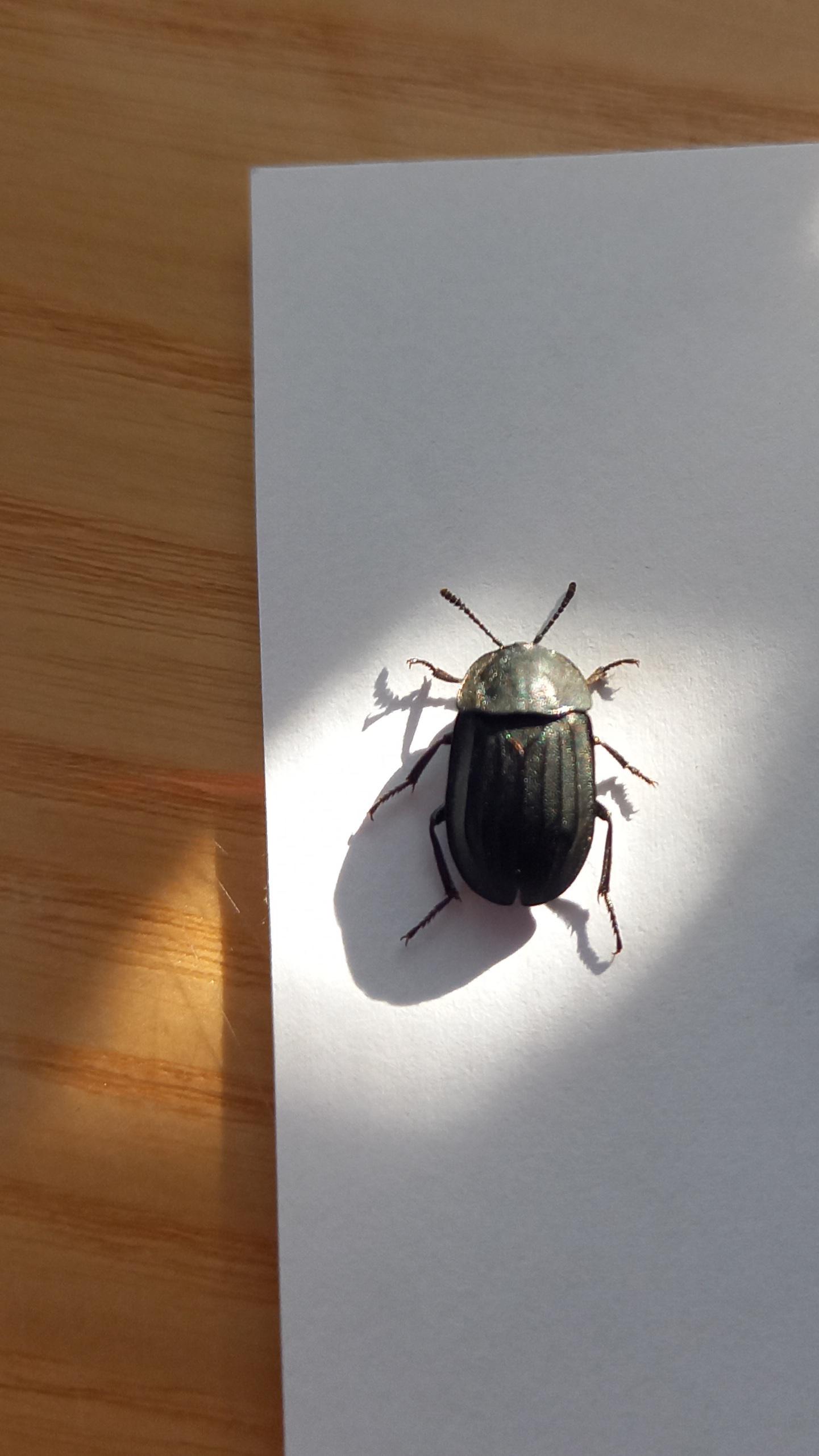 What is this bug? | Scrolller