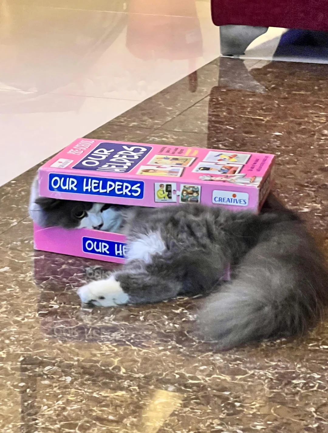 cat brutally trapped inside the box | Scrolller