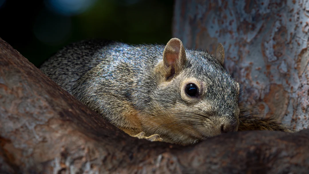 Sneaky Squirrel | Scrolller