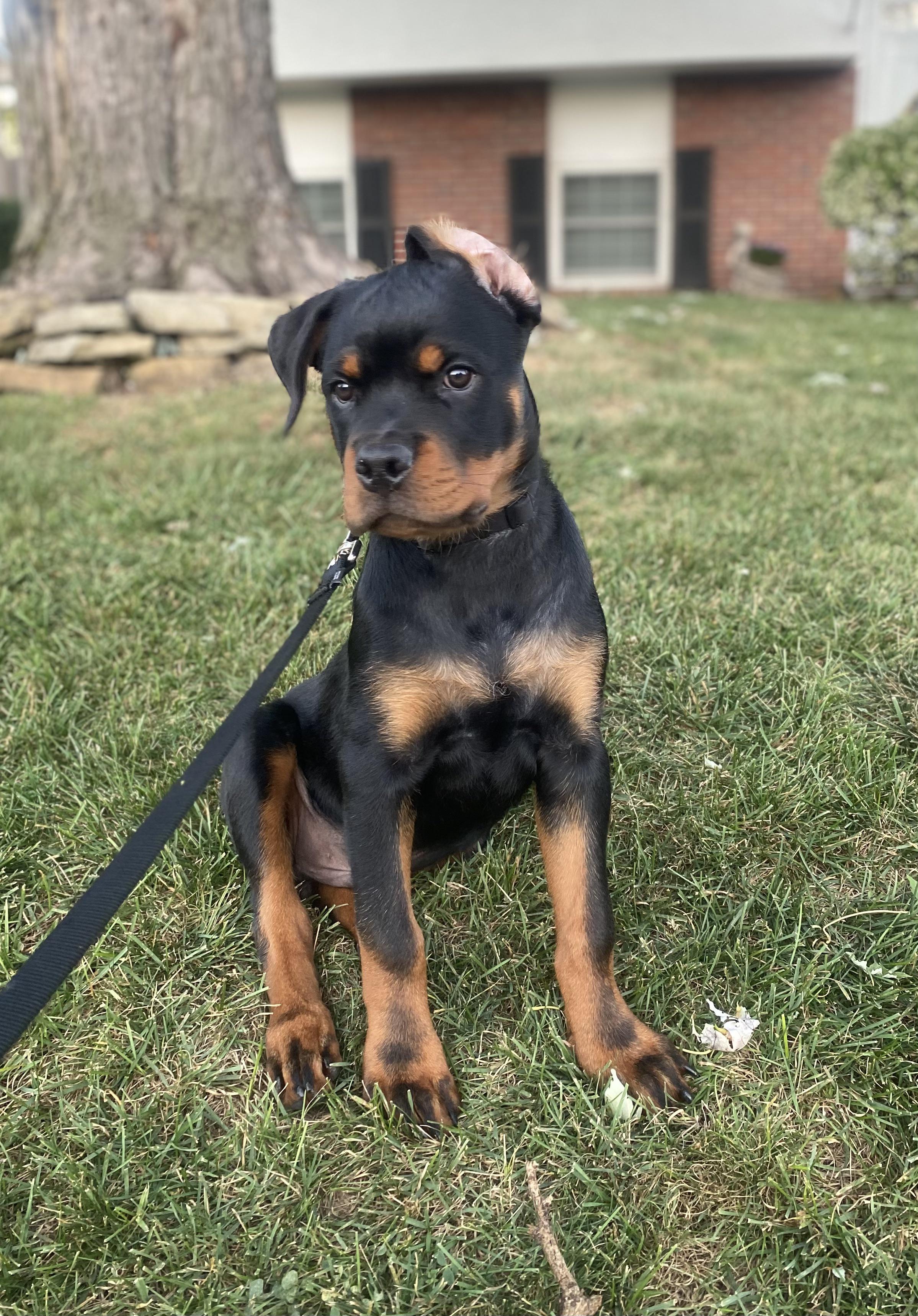 Kobe doing the ear thing | Scrolller