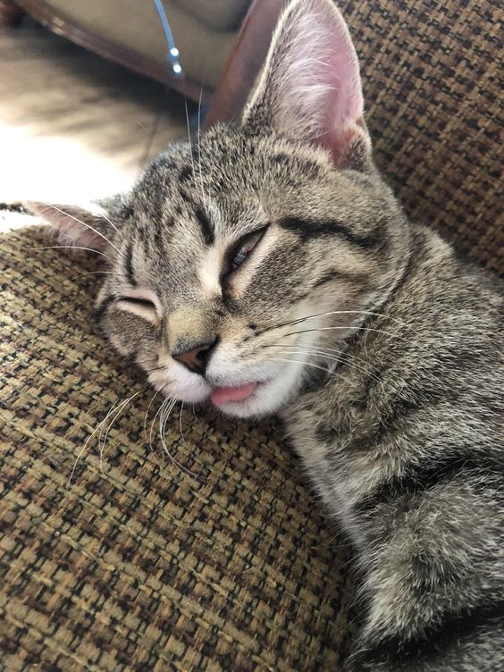 sleeping Blep...💕 | Scrolller