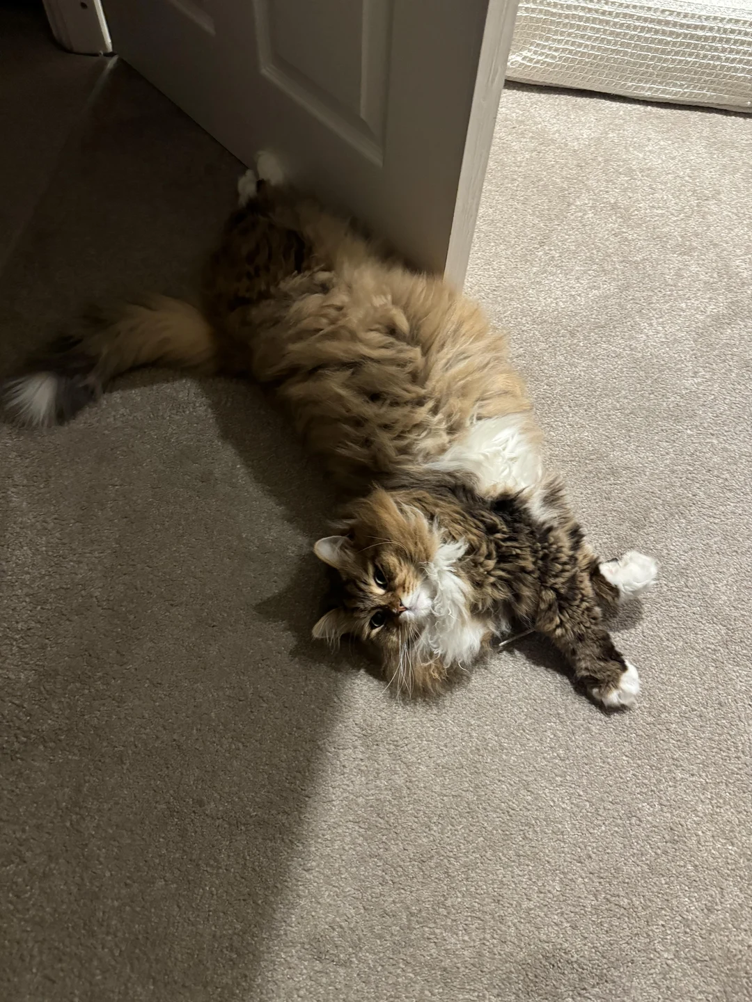 Floof Season. | Scrolller