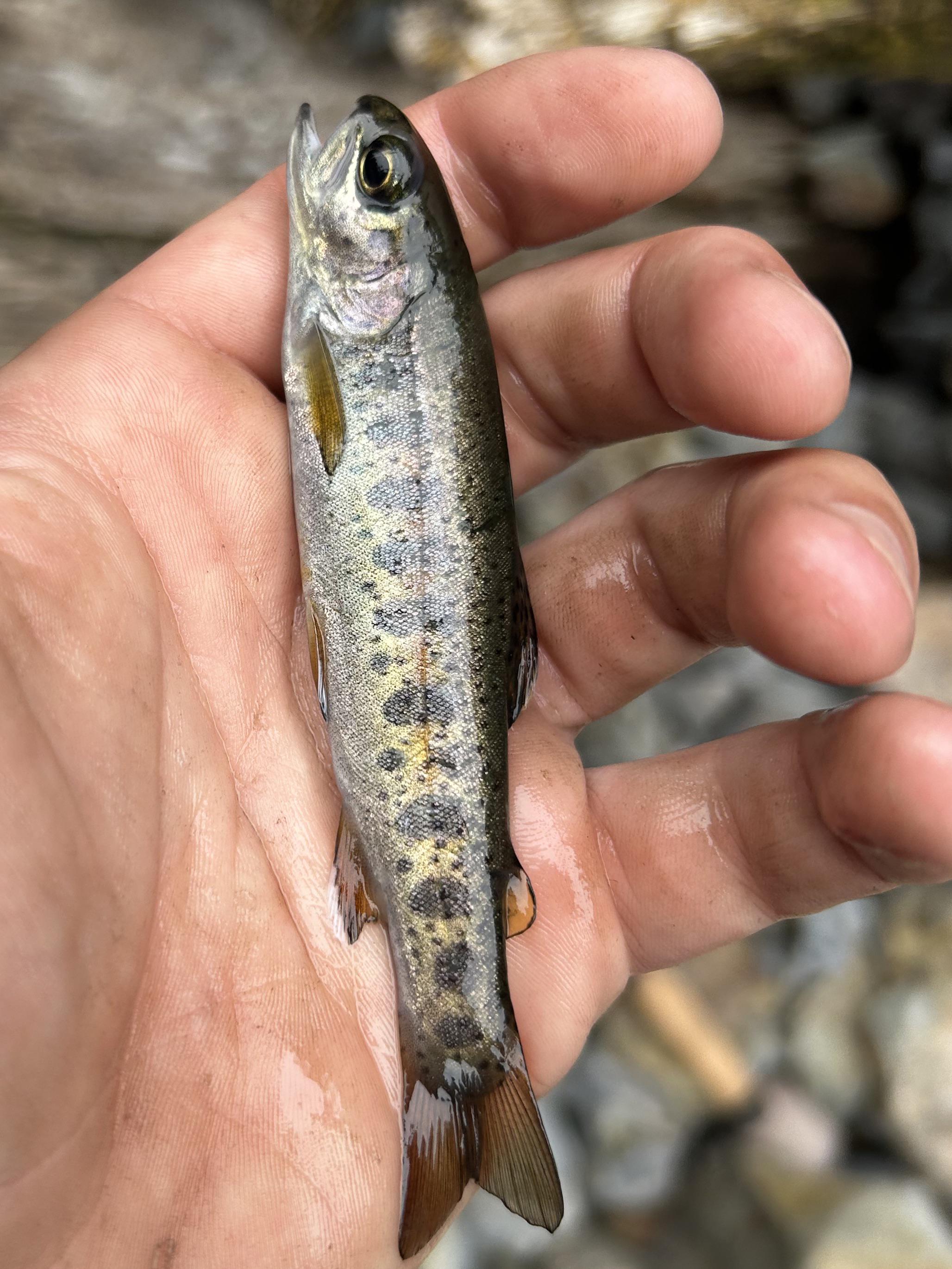 Mystery Trout Part 2! | Scrolller