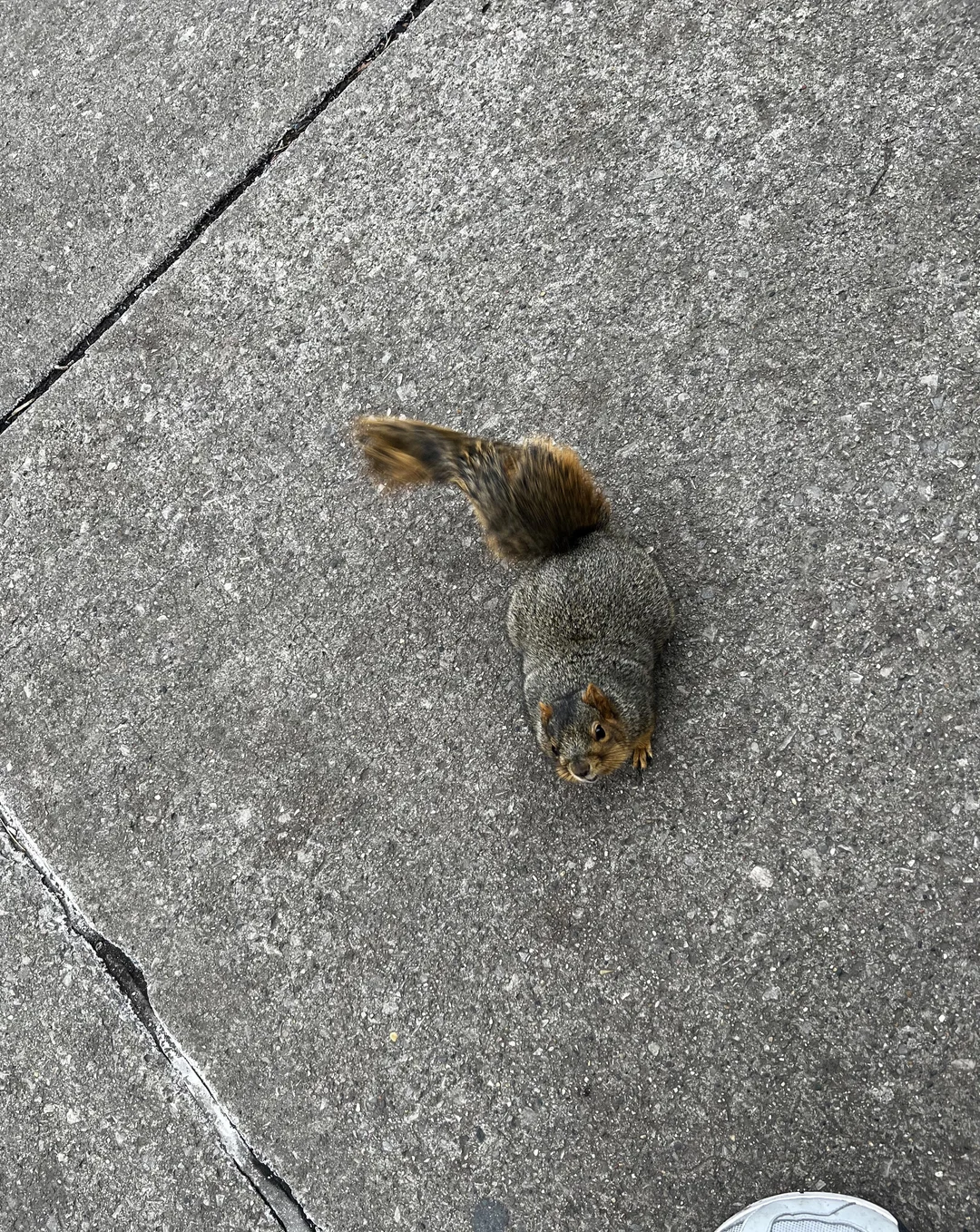 Friendly campus squirrel | Scrolller