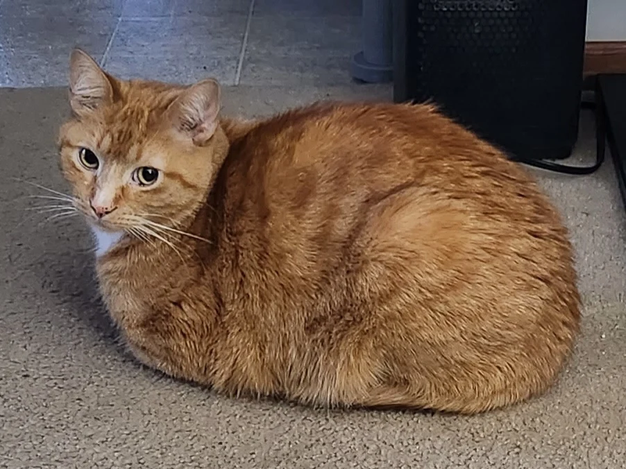 Perfect execution 5/7 pumpkin loaf | Scrolller